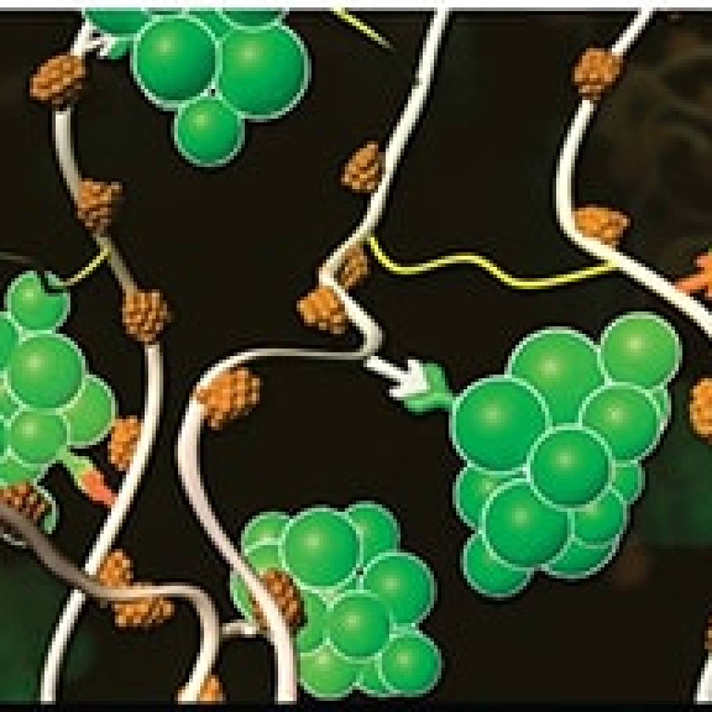 Silica Structure Function